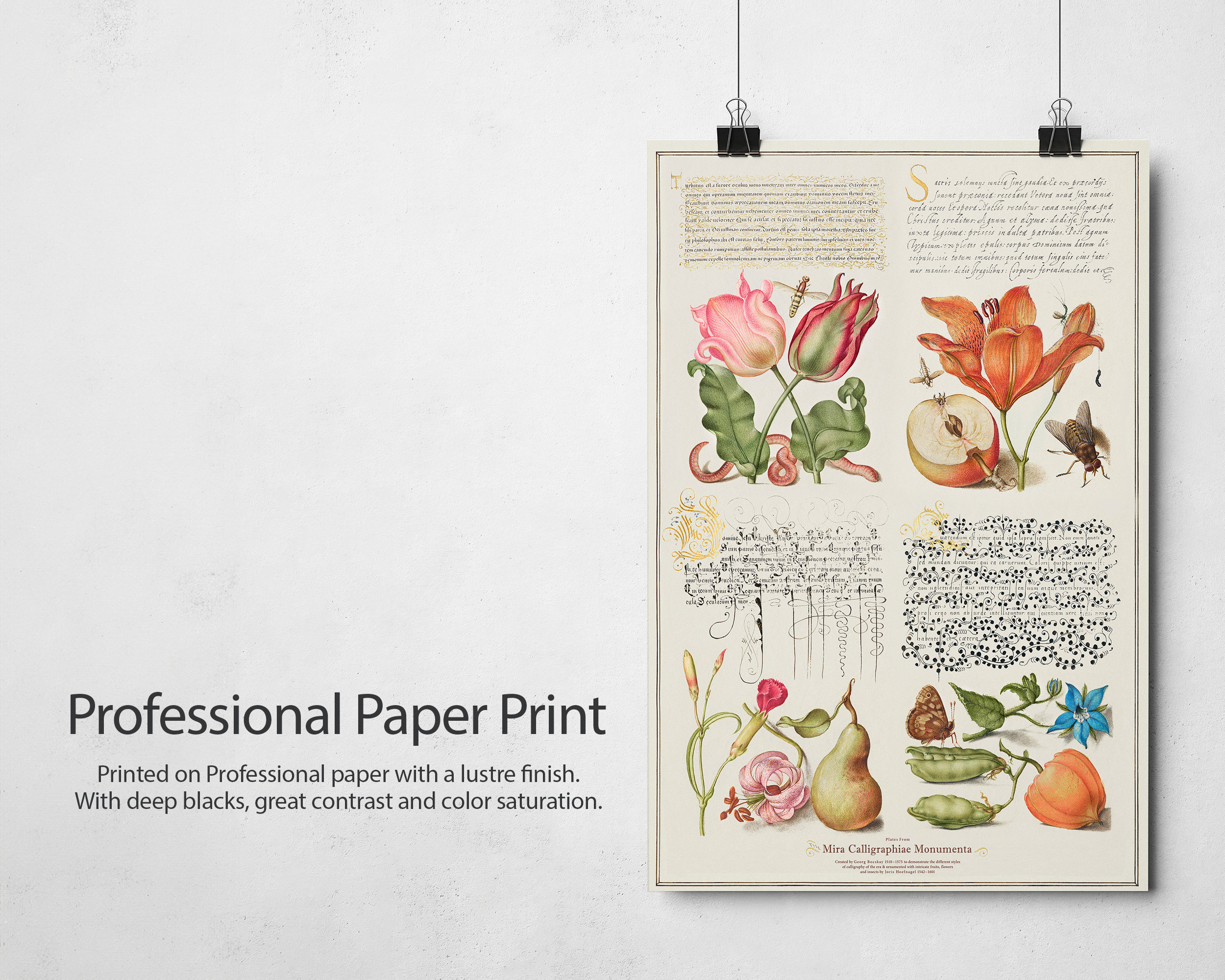 Vintage 15th Century Calligraphy Botanical Illustrations Poster, Joris ...