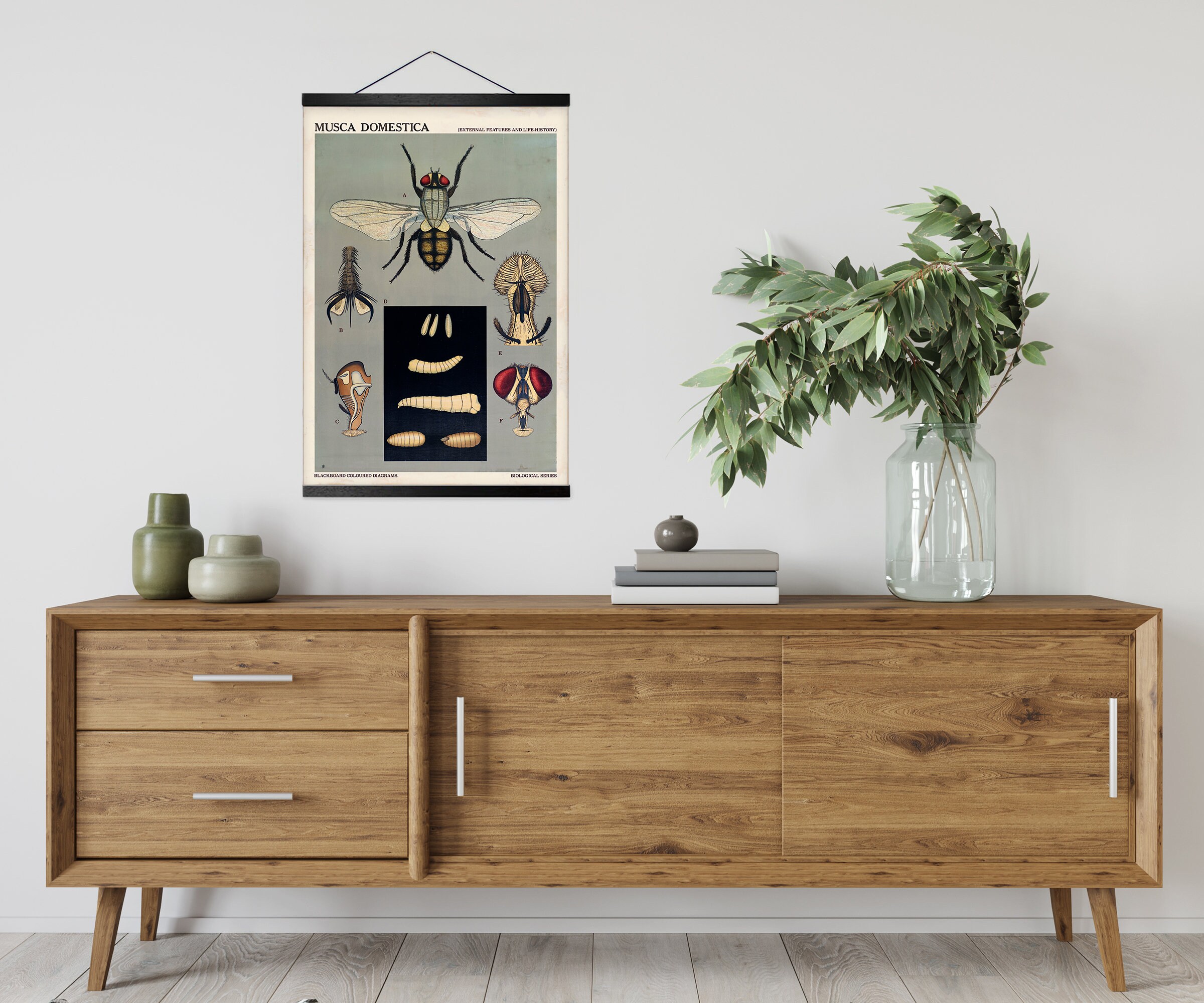 1940s Restored Vintage Housefly Anatomical Chart Musca Domestica ...