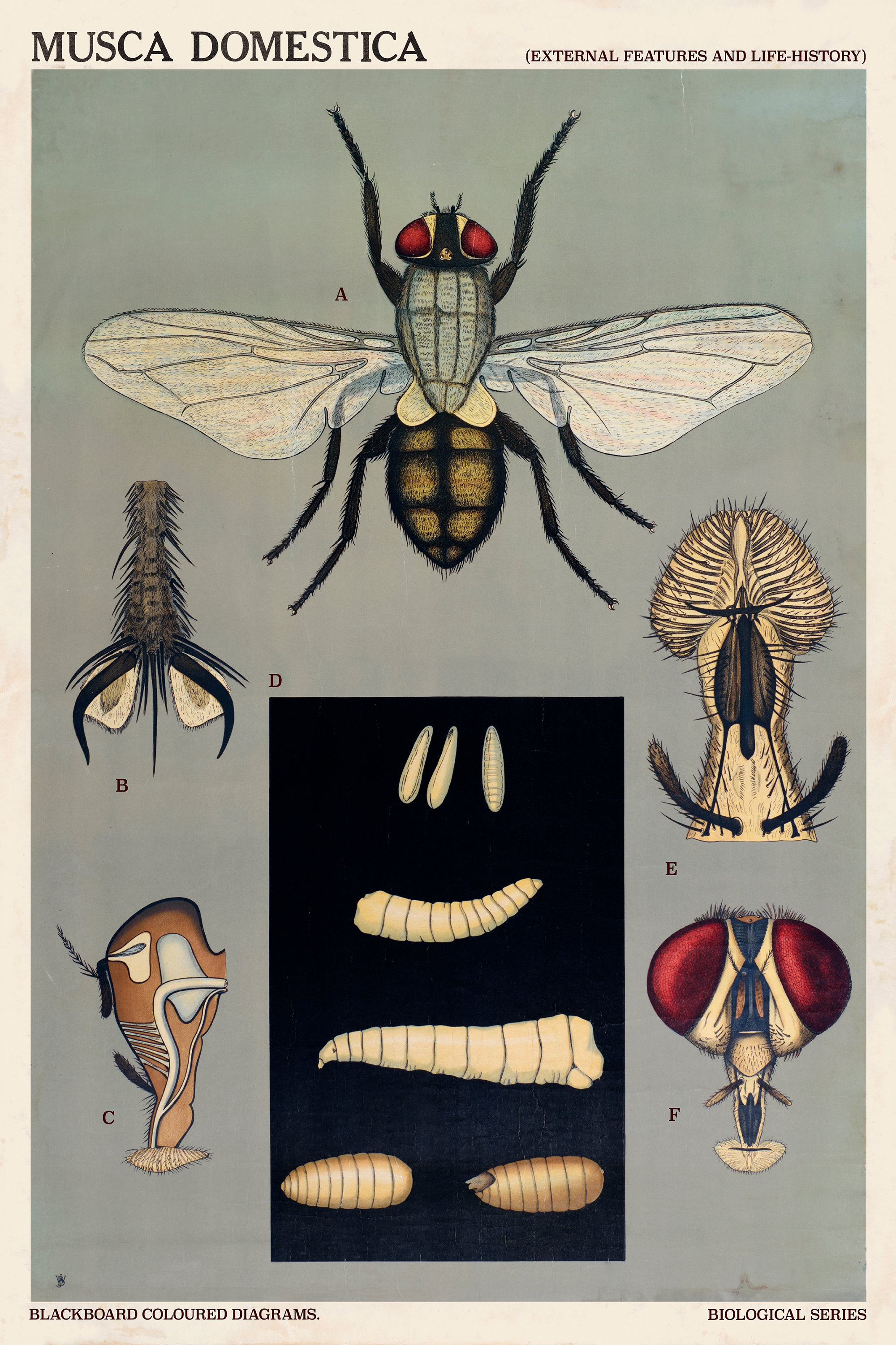 1940s Restored Vintage Housefly Anatomical Chart Musca Domestica ...