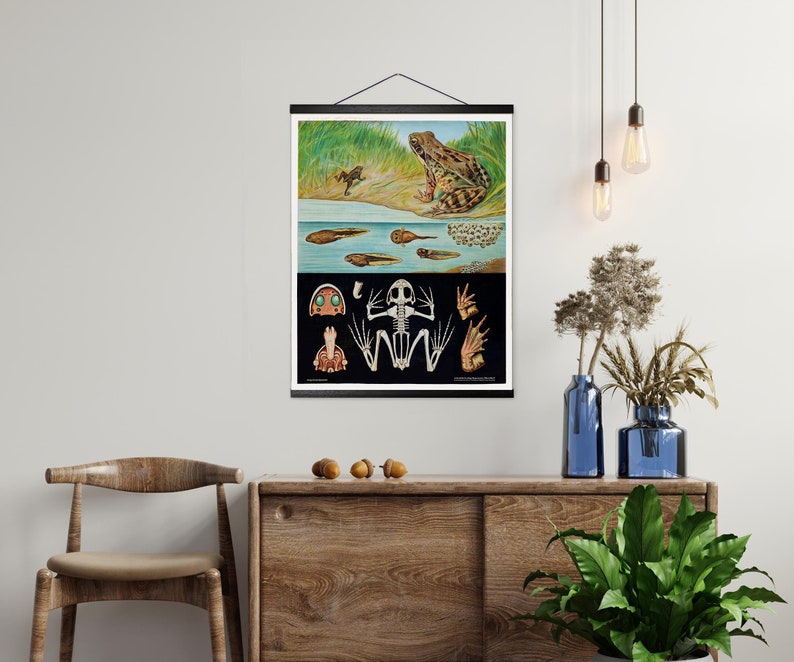 Frog Life Cycle Educational Wall Art Vintage Scientific Print - Etsy