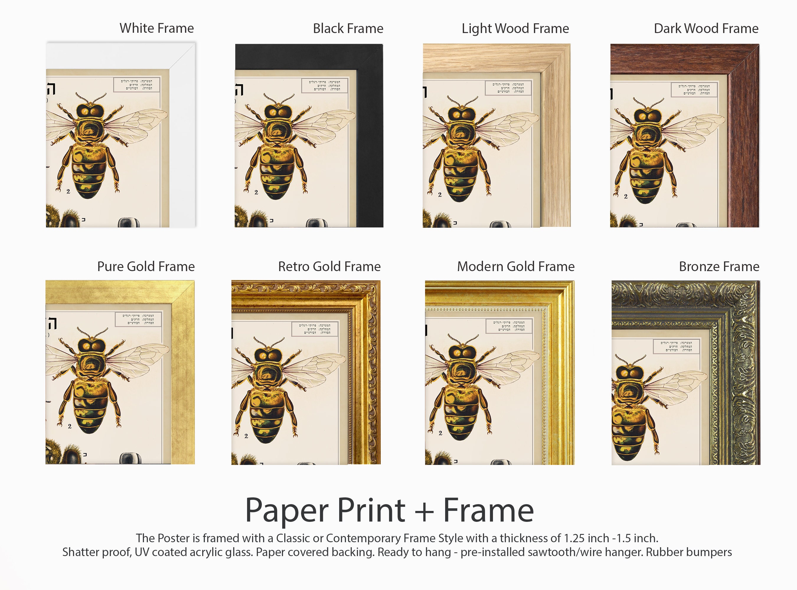 Authentic Western Honey Bee Educational Poster, Hebrew Text, Apis ...