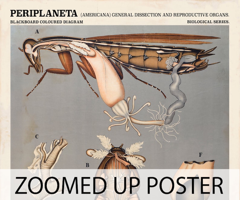 Vintage Periplaneta Americana Dissection Chart – 1940s Cockroach ...