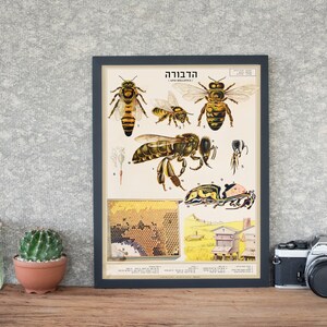 Authentic Western Honey Bee Educational Poster, Hebrew Text, Apis ...