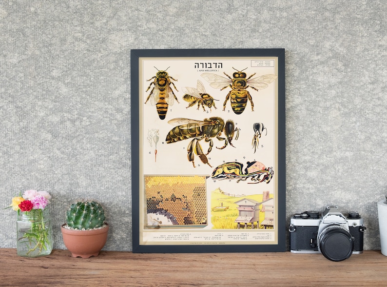 Authentic Western Honey Bee Educational Poster, Hebrew Text, Apis ...