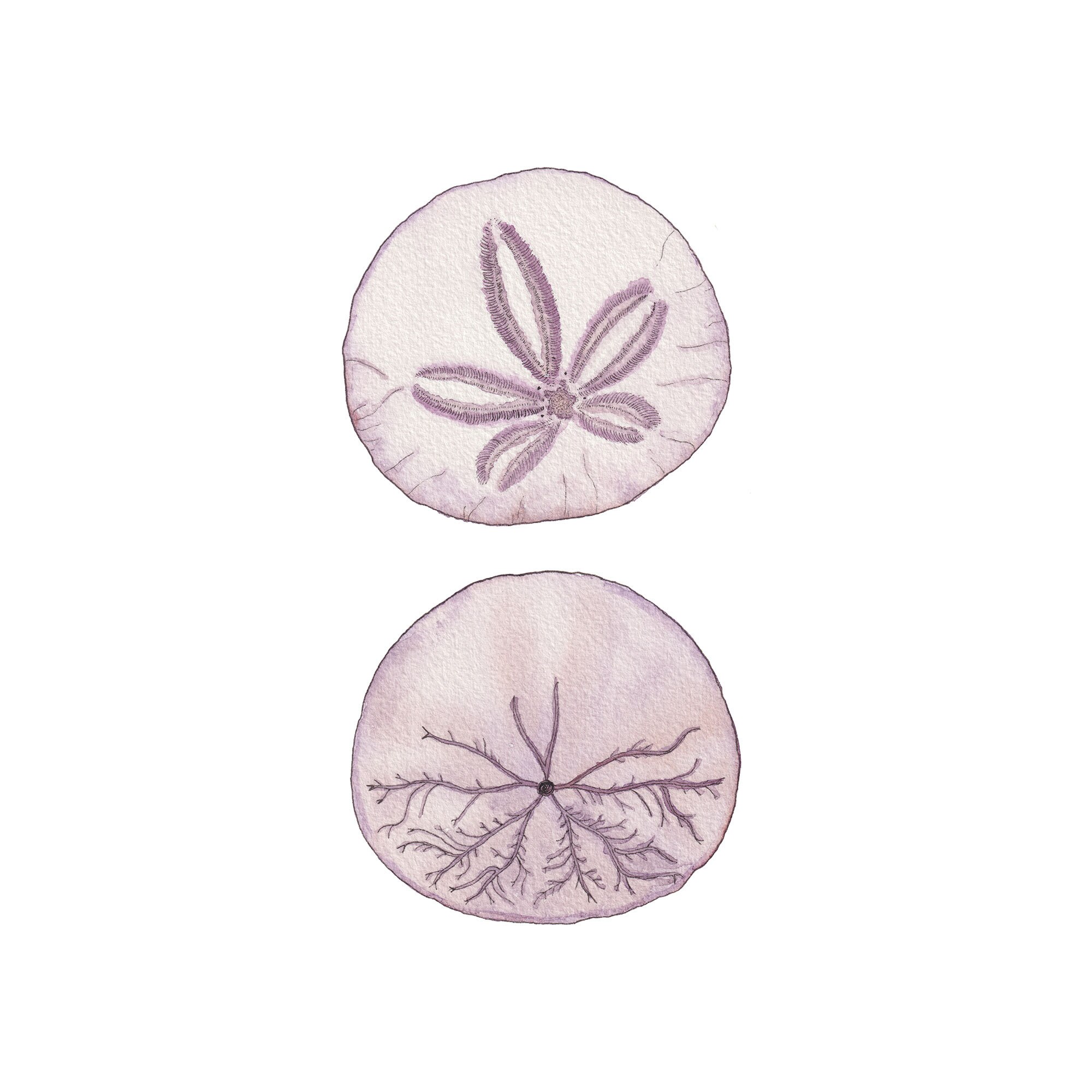 Nautical Sand Dollar Shell Watercolor Downloadable Printable Coastal ...