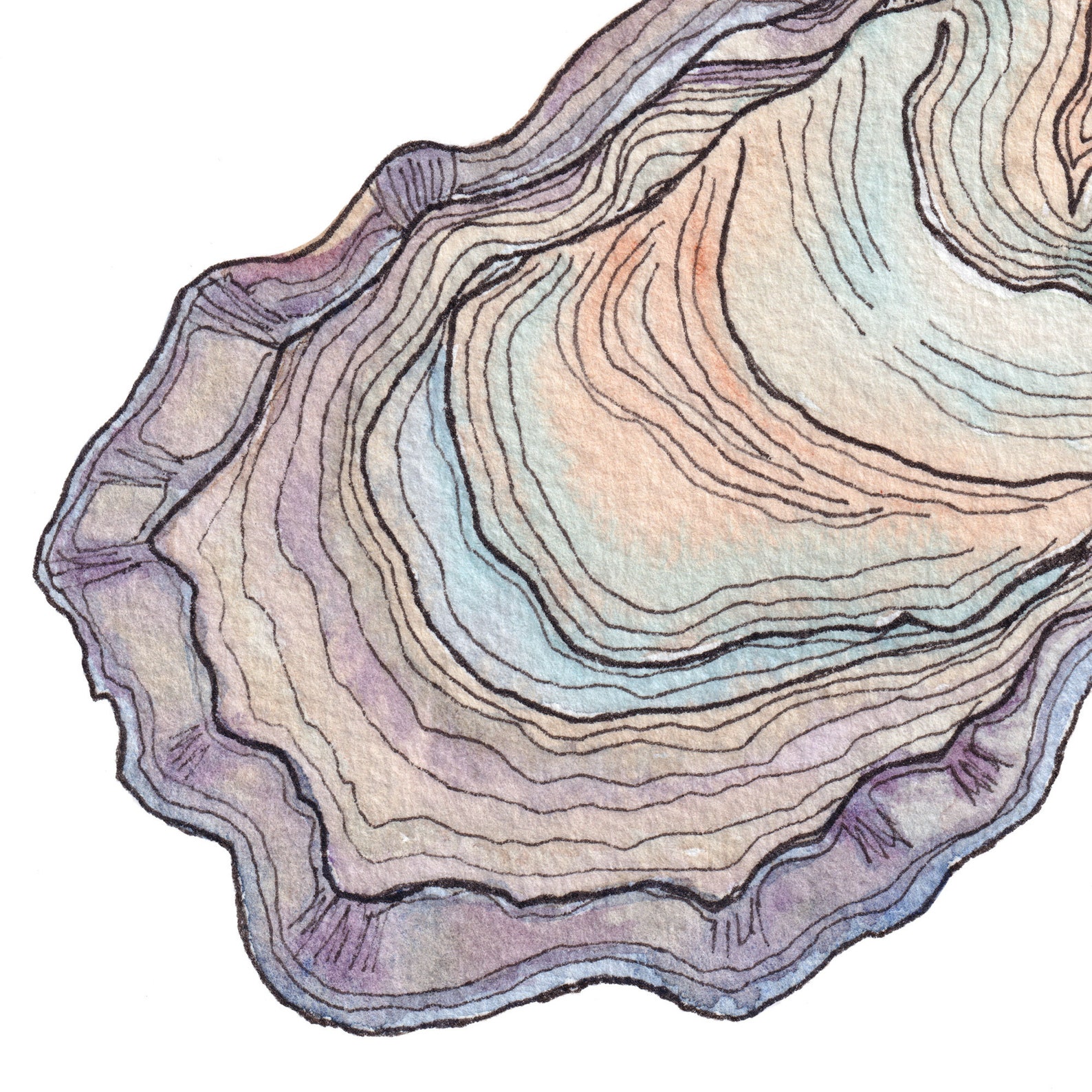 Nautical Oyster Shell Watercolor Downloadable Printable - Etsy