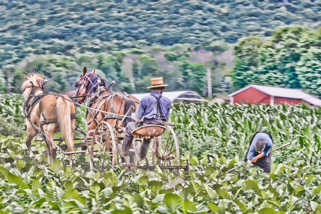 Amish, Amish Photo - Etsy