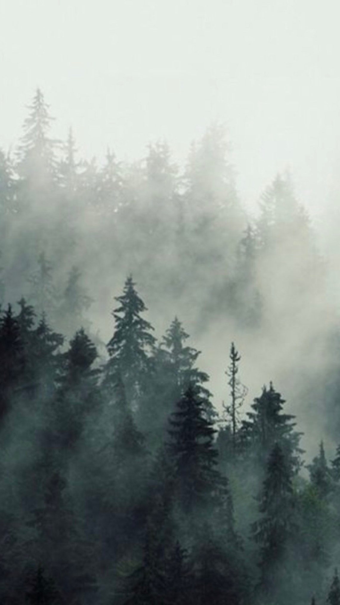 Pine Trees in Mist Foggy Pine Trees Painting Misty Forest - Etsy