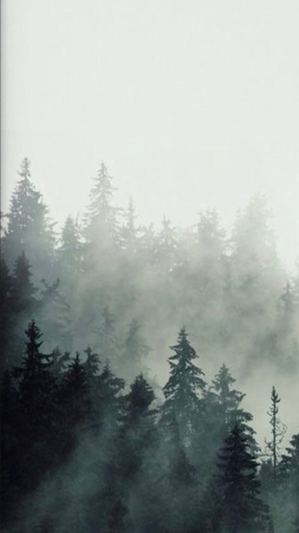 Pine Trees in Mist Foggy Pine Trees Painting Misty Forest - Etsy