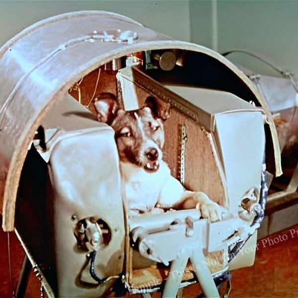 Space Dog Art - Etsy