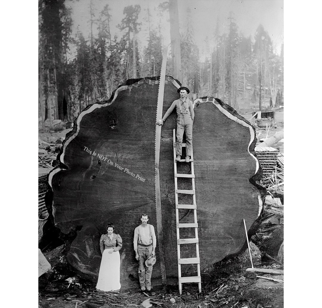 Logging Family Cutting Down Chopped 1300 Year Old Tree 1892 Photograph ...