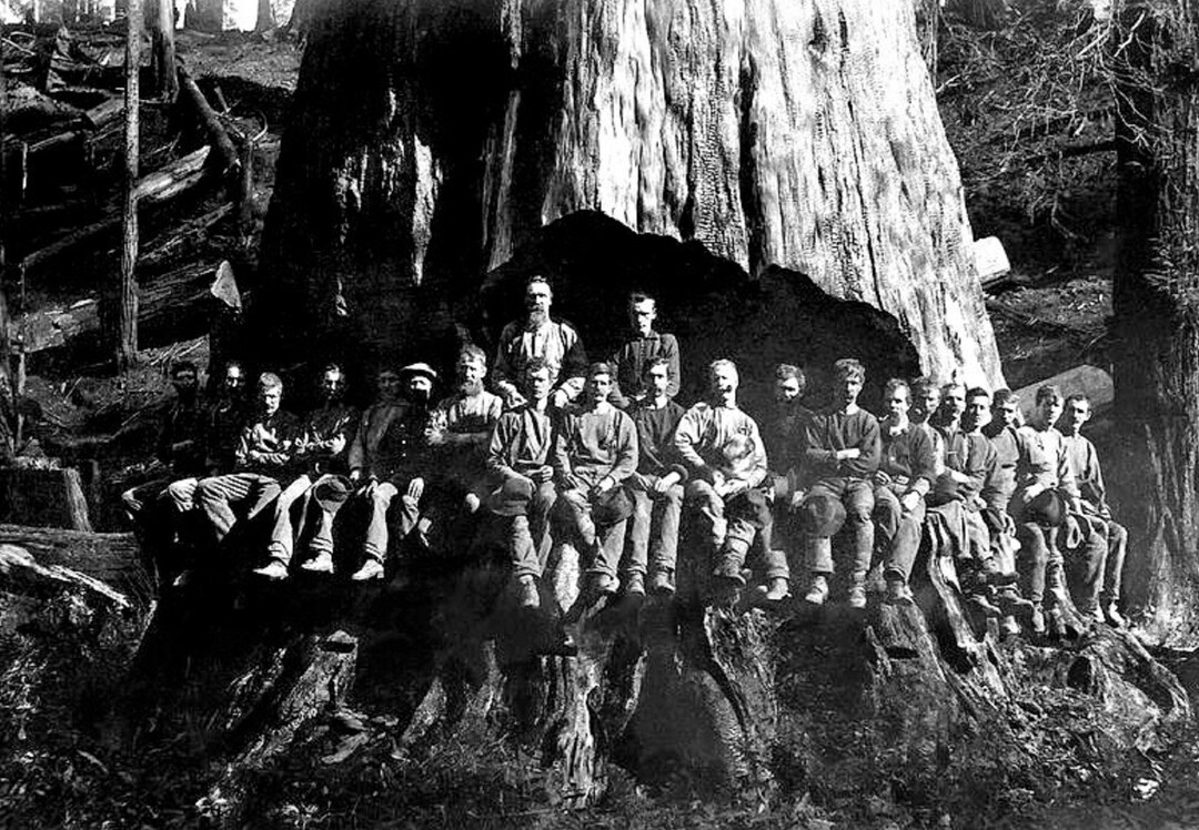 Vintage Redwood Sequoia Logging Photo Big Logs Lumber Jacks 1884 ...