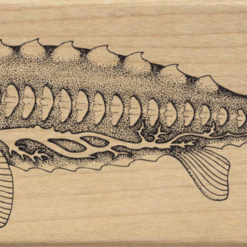 Fish Rubber Stamp - Etsy