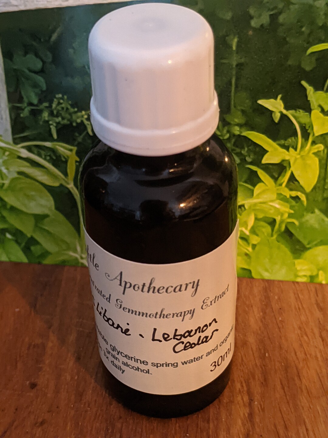 Cedrus Libani, Lebanon Cedar, Concentrated Gemmotherapy Extract - Etsy