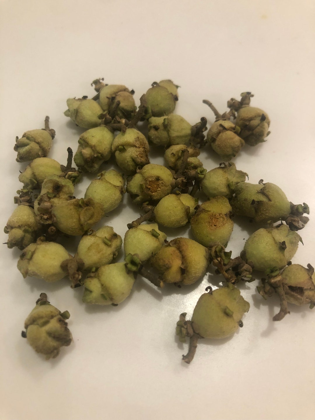 Organic Witch Hazel Berries - Etsy