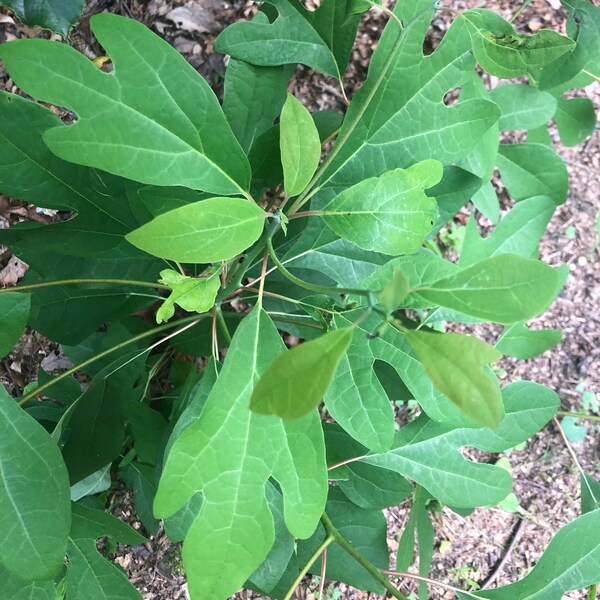 Sassafras - Etsy