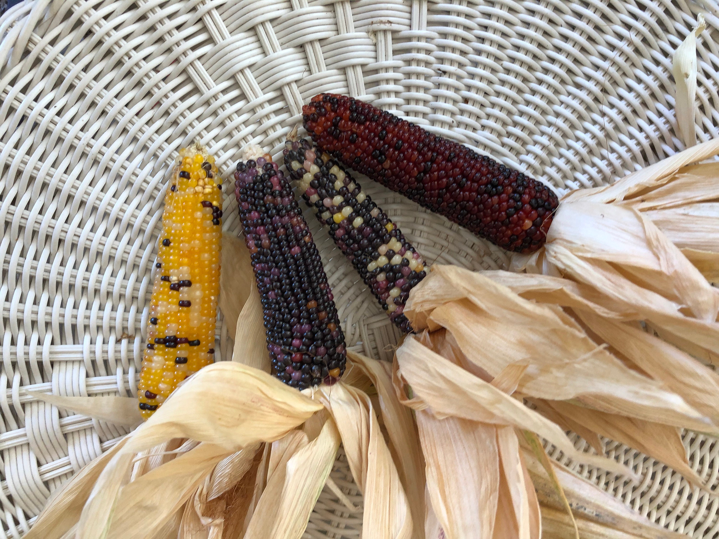 Miniature Indian Corn Ears - Etsy