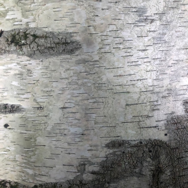 White Birch Bark - Etsy