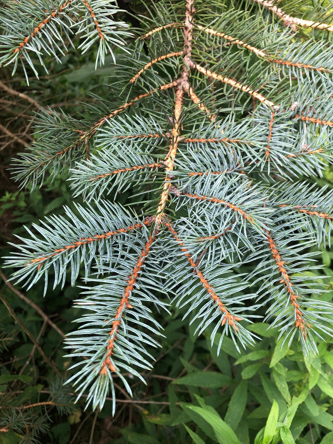 1/4 Pound Fresh Organic Blue Spruce Needles - Etsy