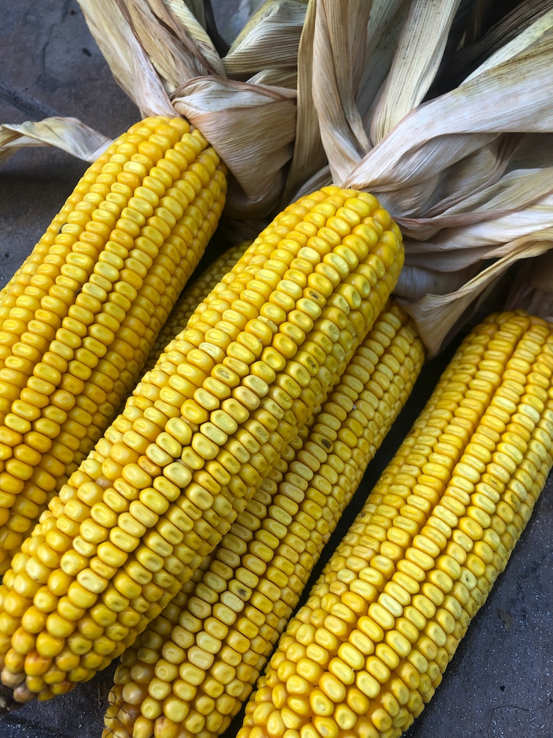 6 Ears Fresh Picked Dried Yellow Field Corn - Etsy