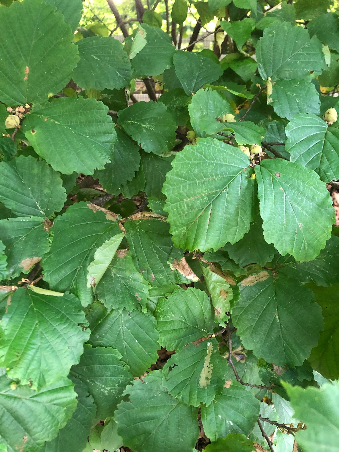 20 Organic Fresh Wild Witch Hazel Leaves - Etsy