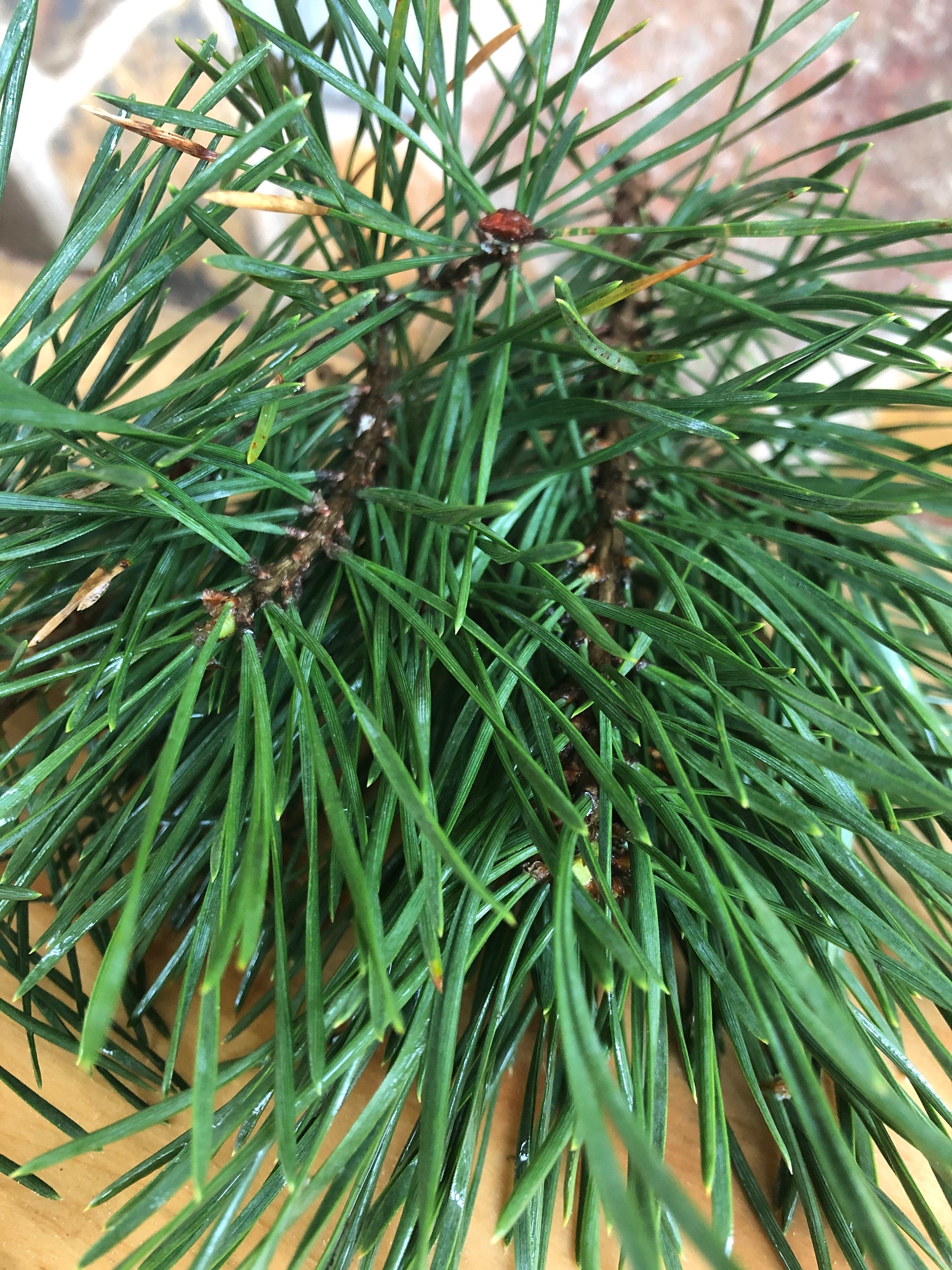 Scotch Pine Needles