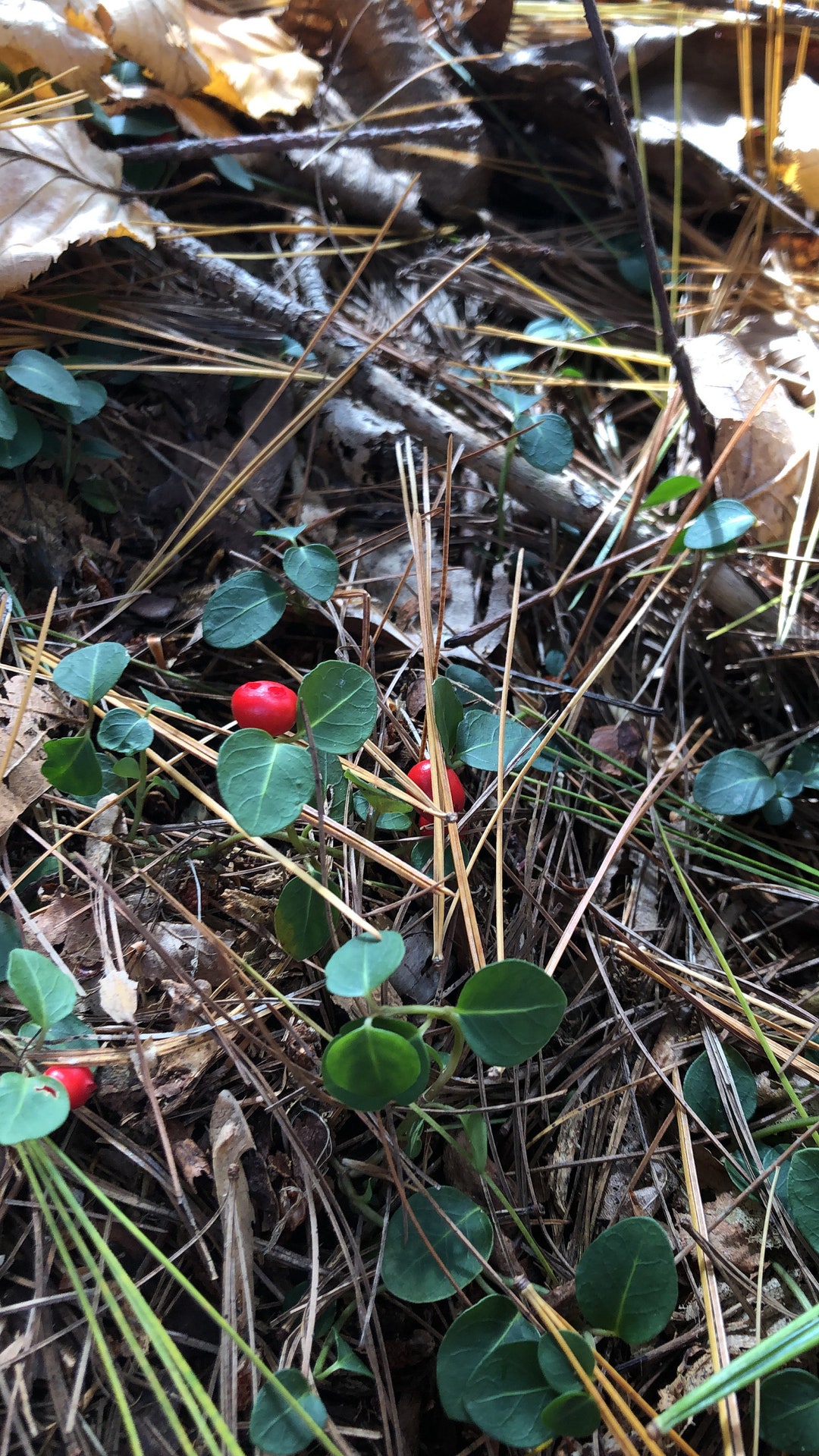Partridge Berry Bare Root 5 Plants - Etsy