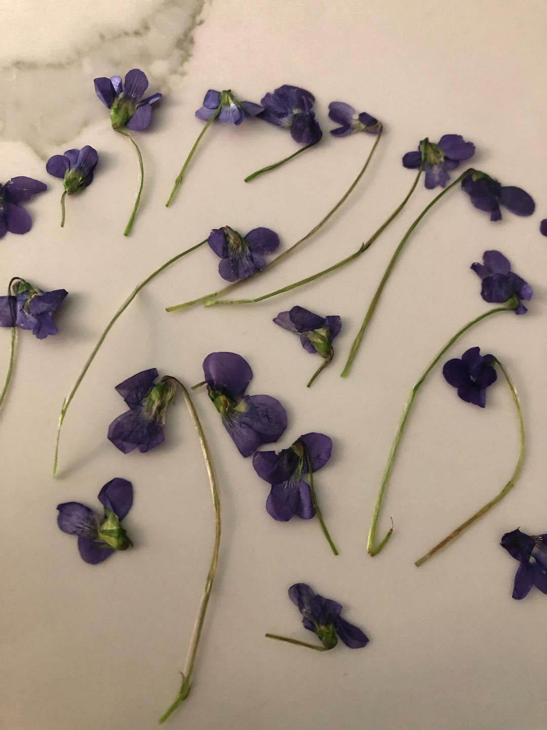 25 Pressed and Dried Organic Violets - Etsy