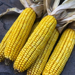 6 Ears Fresh Picked Dried Yellow Field Corn - Etsy