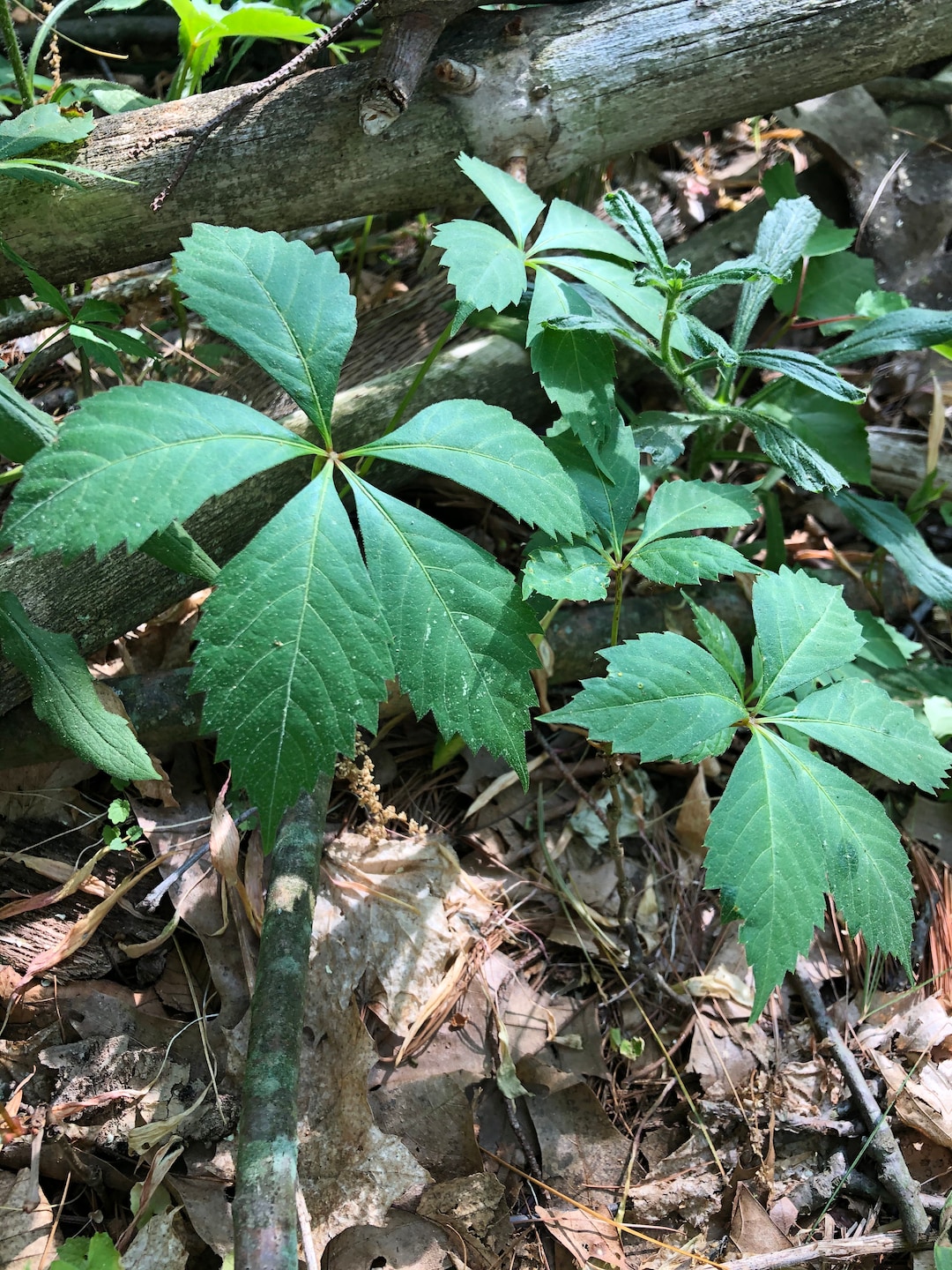 5 Live Young Virginia Creeper Bare Root - Etsy