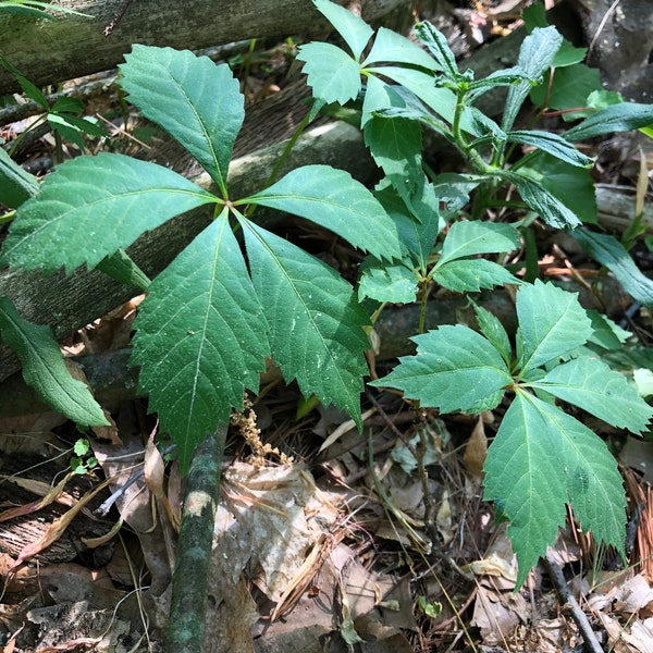 Virginia Creeper - Etsy