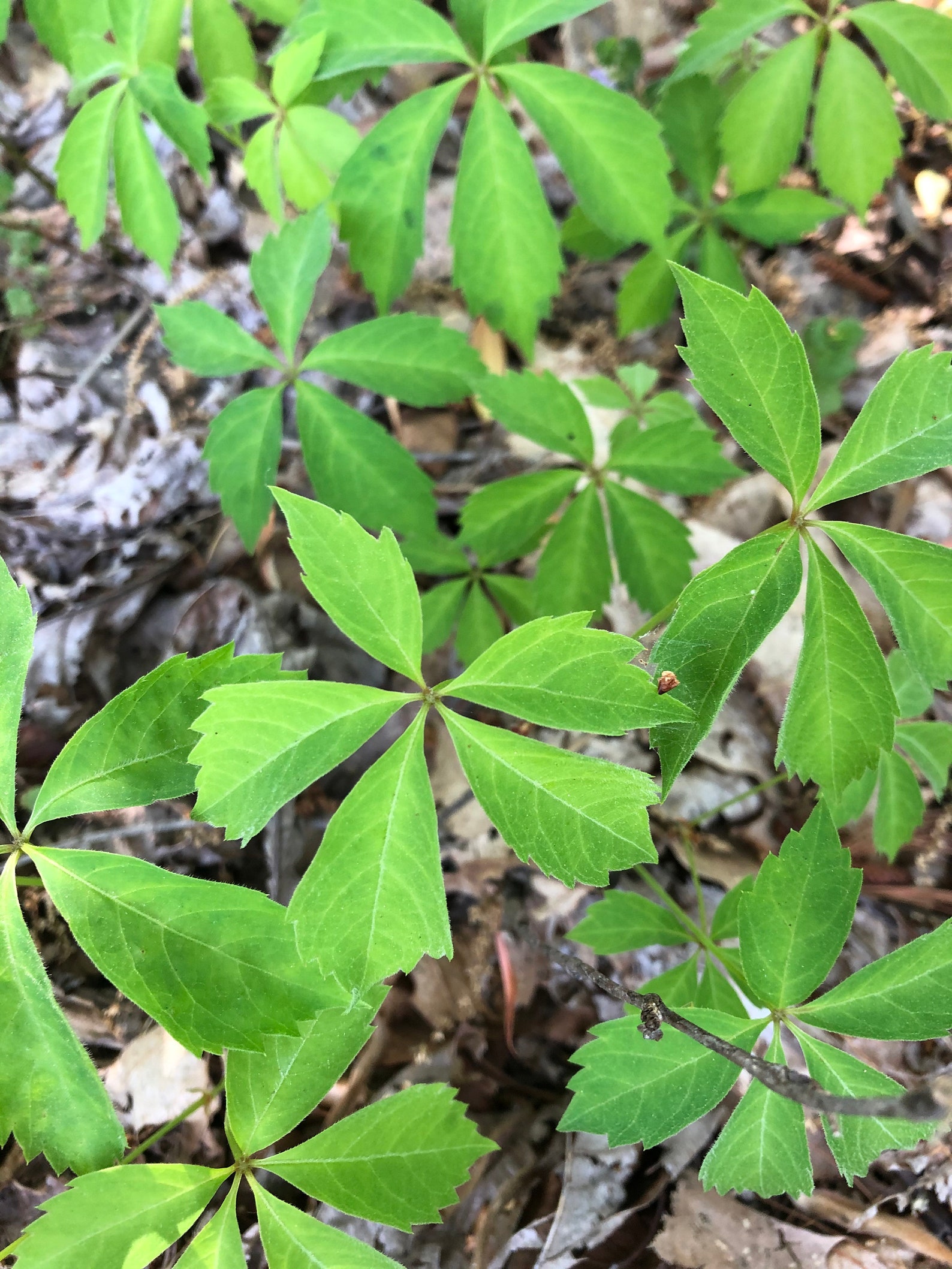 5 Live Young Virginia Creeper Bare Root - Etsy