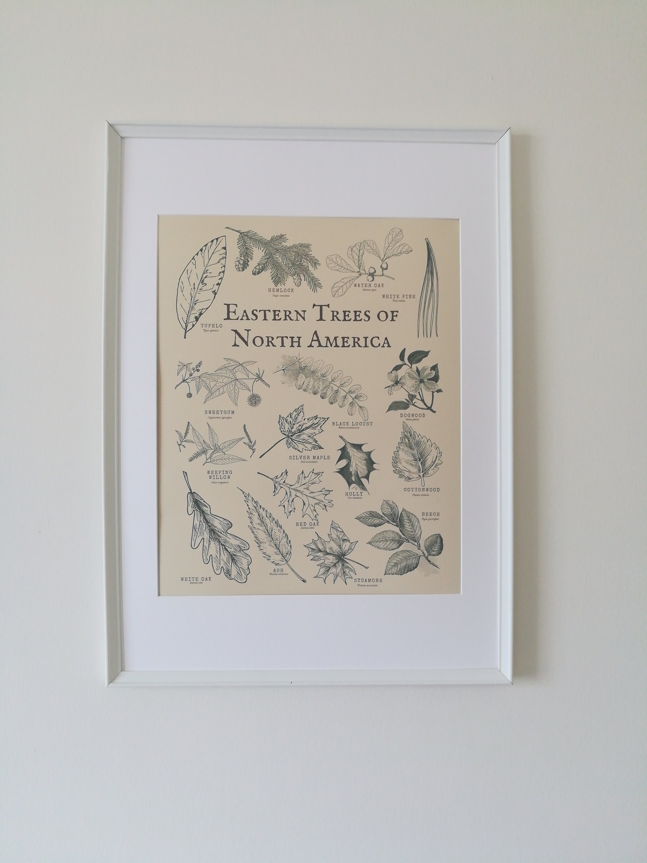 North American Tree Poster Digital Print Schoolroom | Etsy