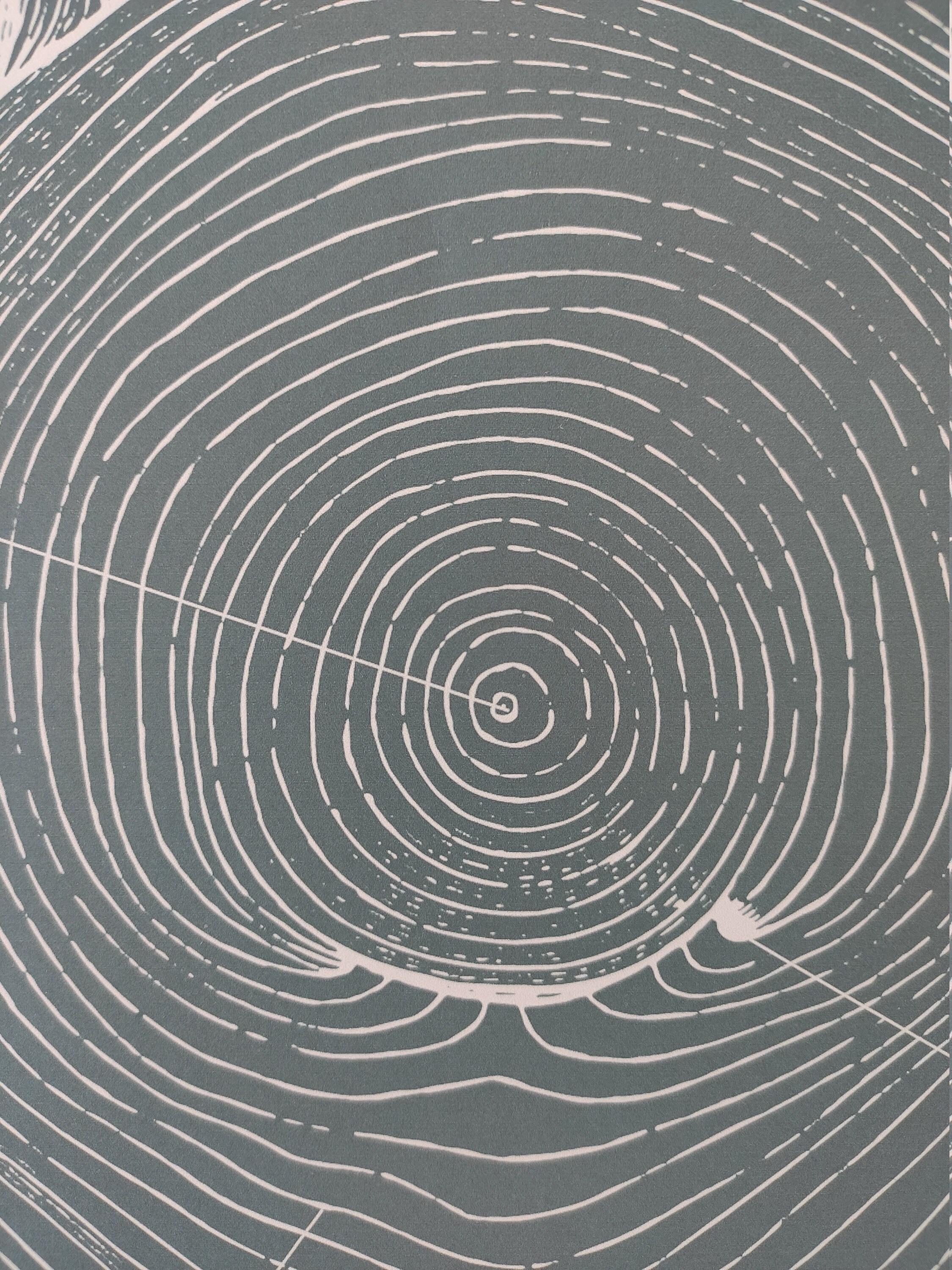 Tree Cross Section Poster Digital Download Vintage | Etsy