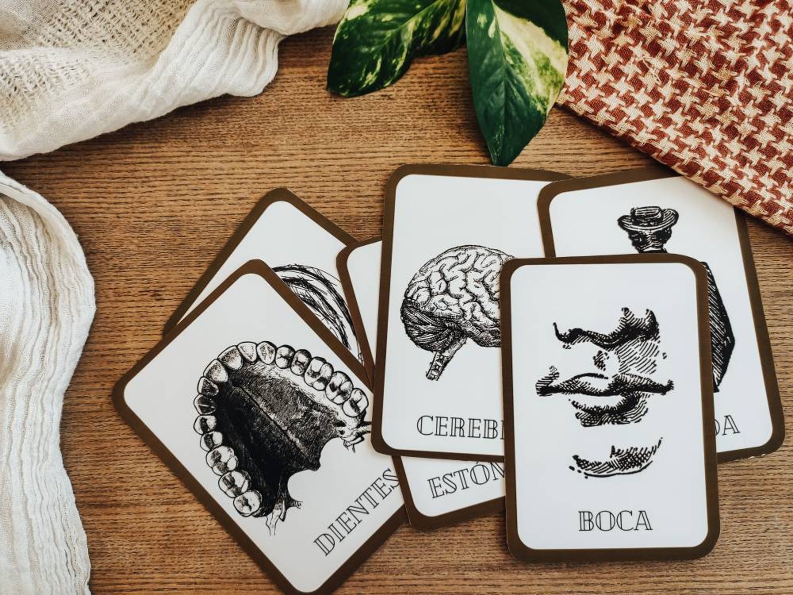 Spanish Human Body Flashcards Digital Download Español | Etsy