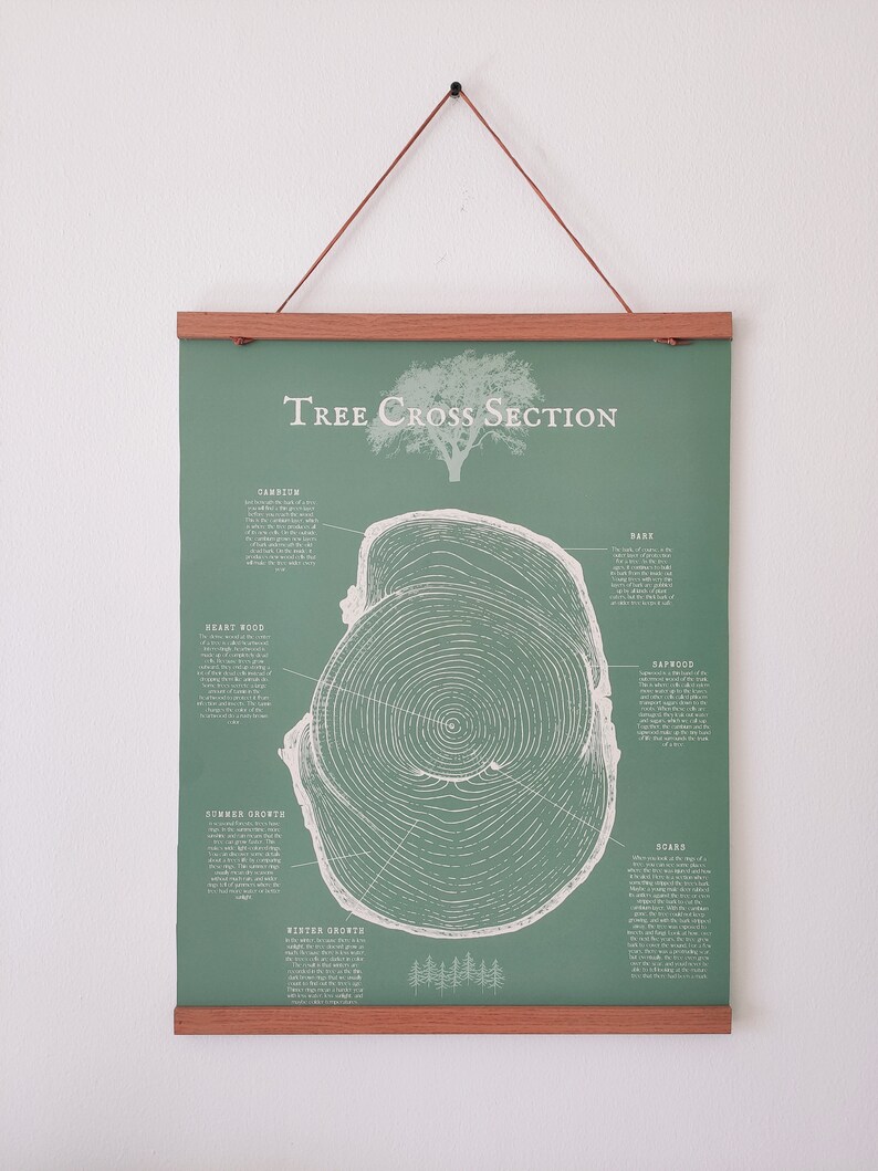 Tree Cross Section Poster Digital Download Vintage - Etsy