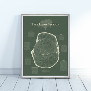 Tree Cross Section Poster | Digital Download, Vintage, Printable ...