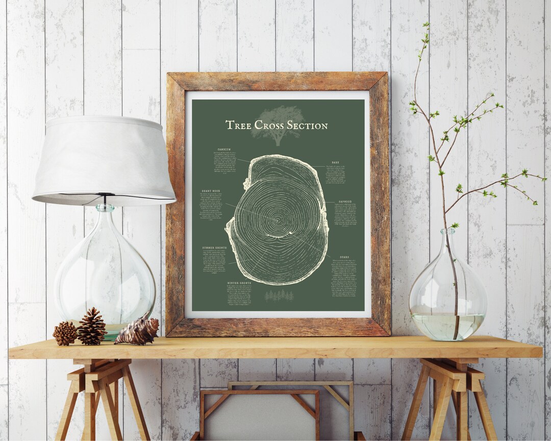 Tree Cross Section Poster | Digital Download, Vintage, Printable ...