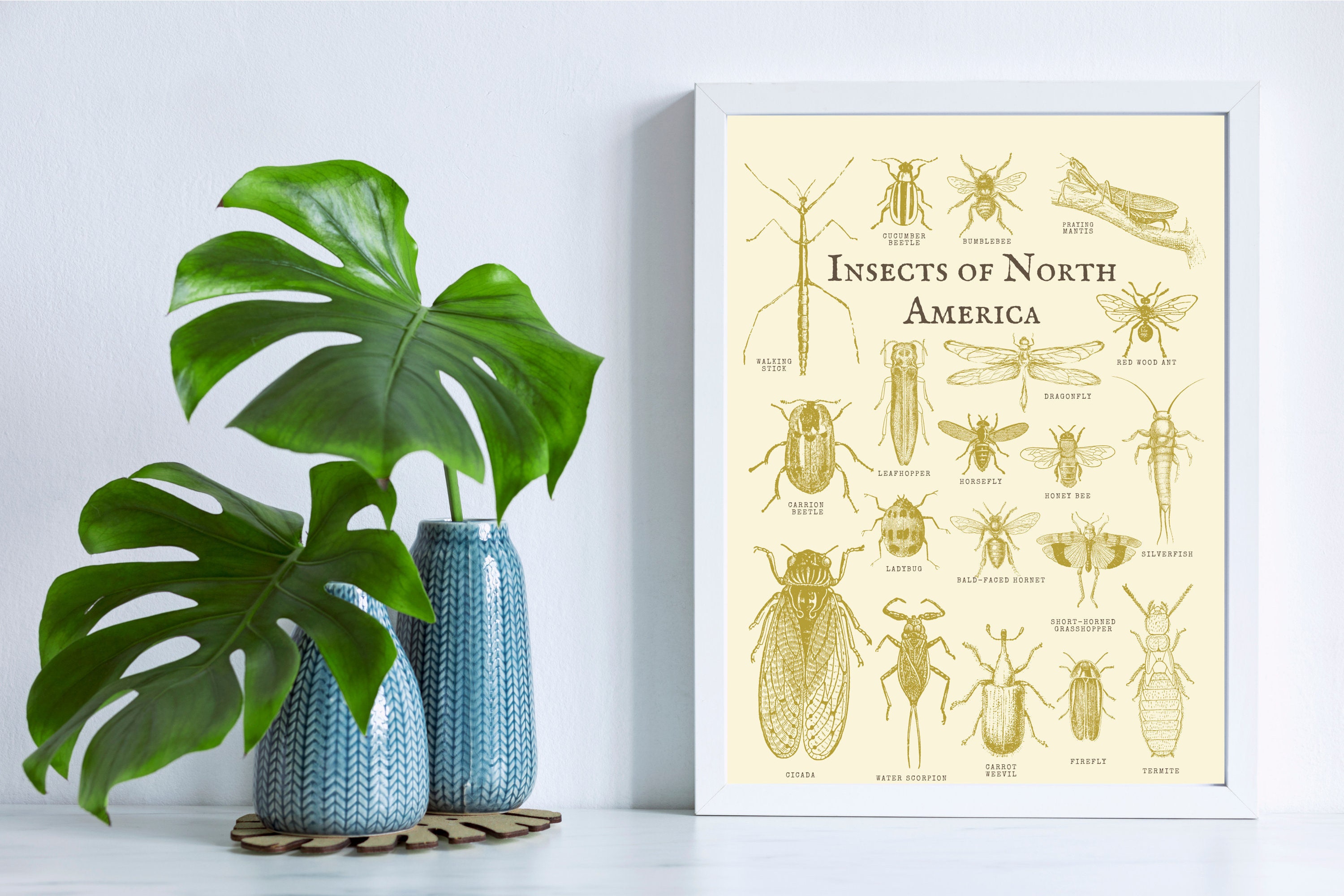 Vintage Insect Poster Digital Print Insect Schoolroom | Etsy