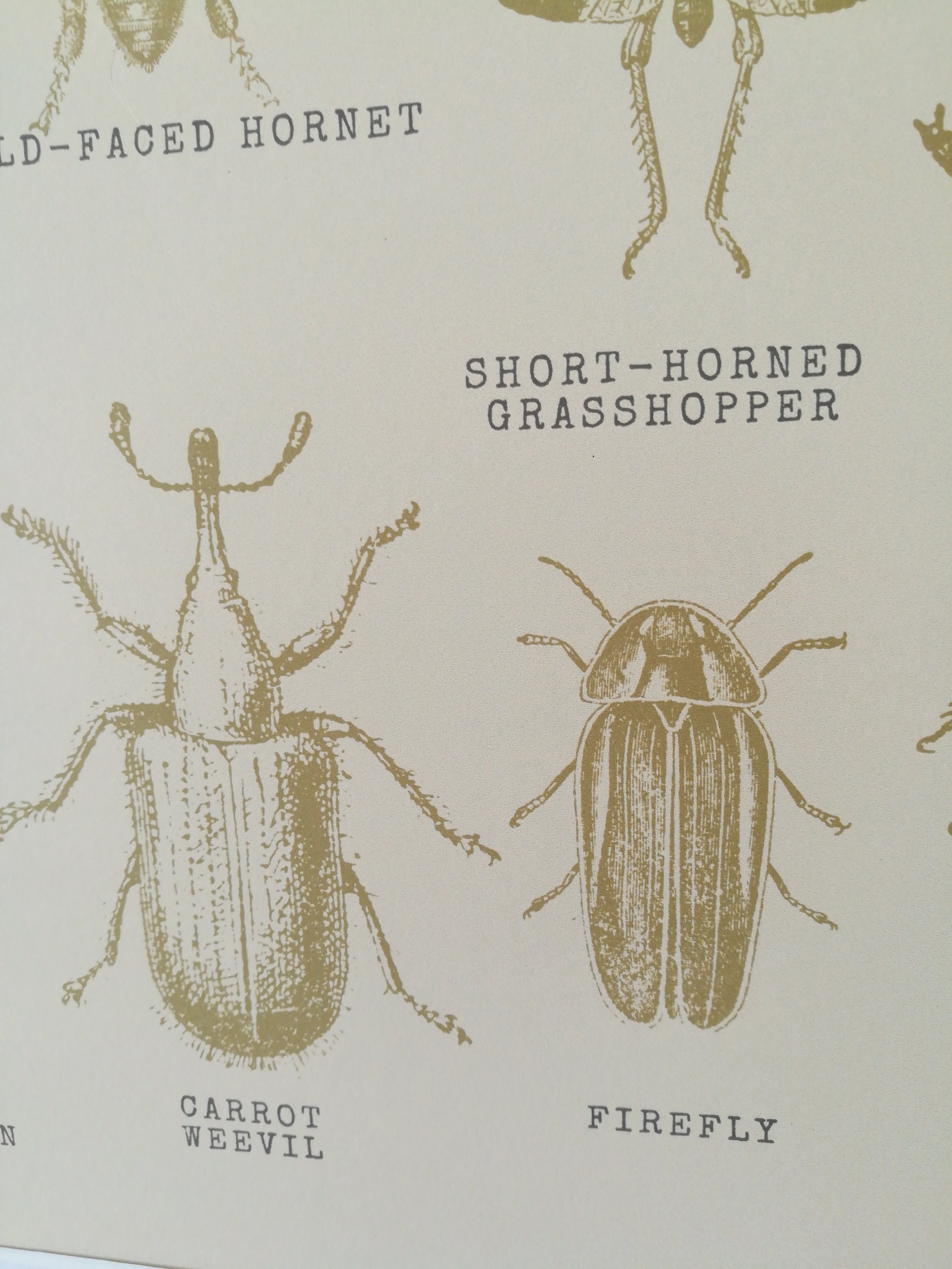 Vintage Insect Poster Digital Print Insect Schoolroom - Etsy