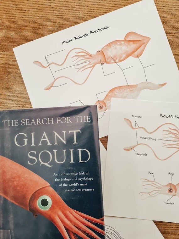 Squid Anatomy Worksheet