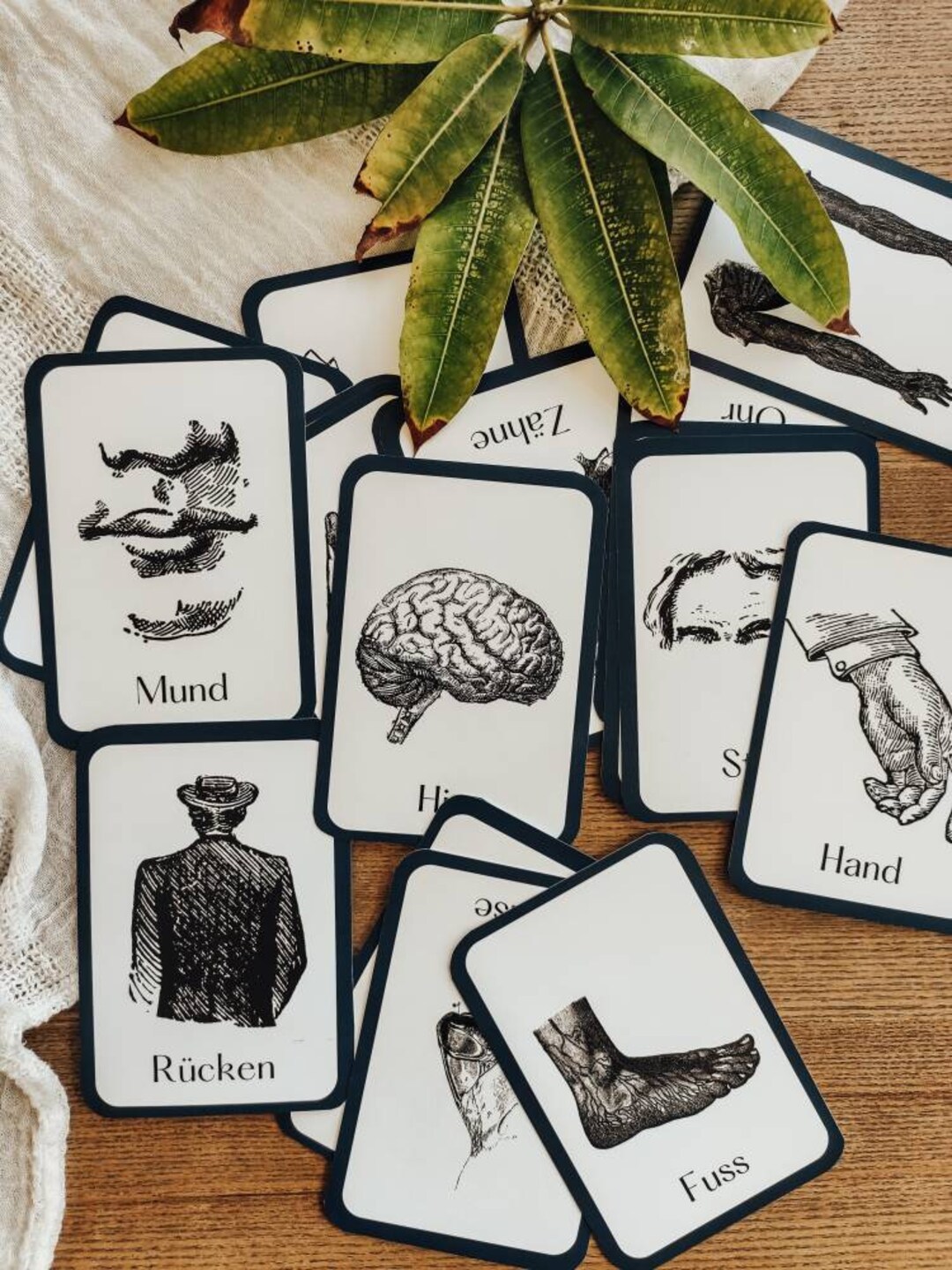 German Human Body Terms | Digital Download, Flashcards, Germany ...