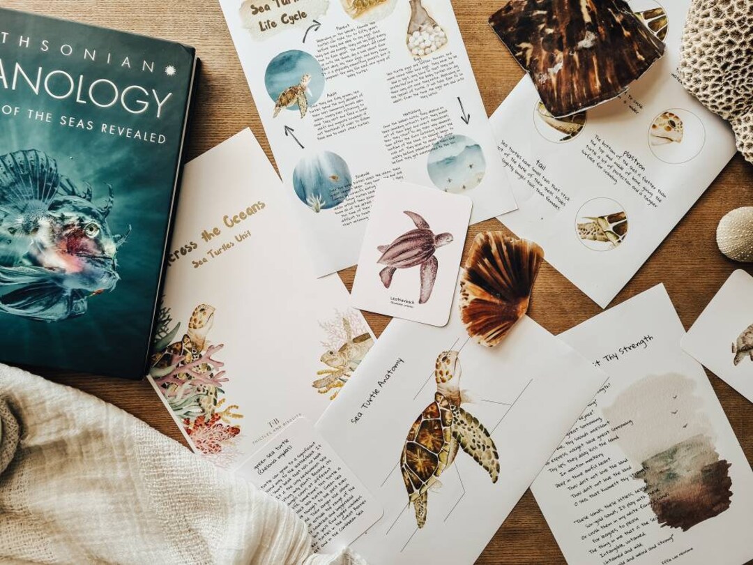 Sea Turtle Unit | Digital Download, Marine Animals, Ocean Unit, Teacher ...