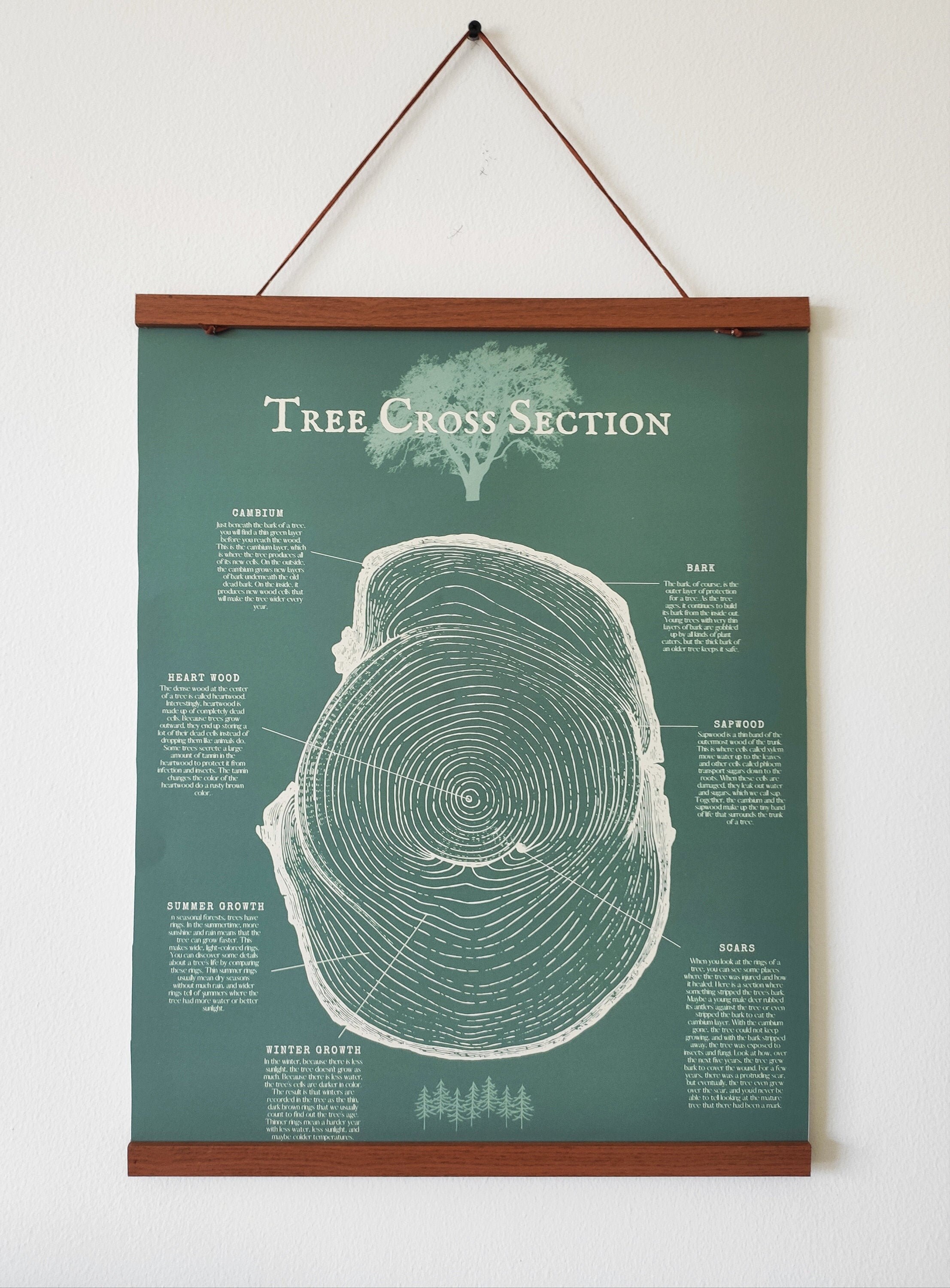 Tree Cross Section Poster Digital Download Vintage | Etsy