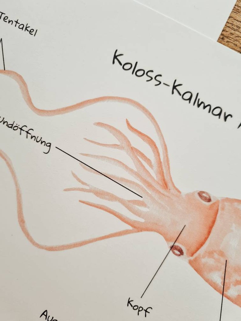 Squid Anatomy in German | Digital Download, Deutsch, Marine, Ocean ...