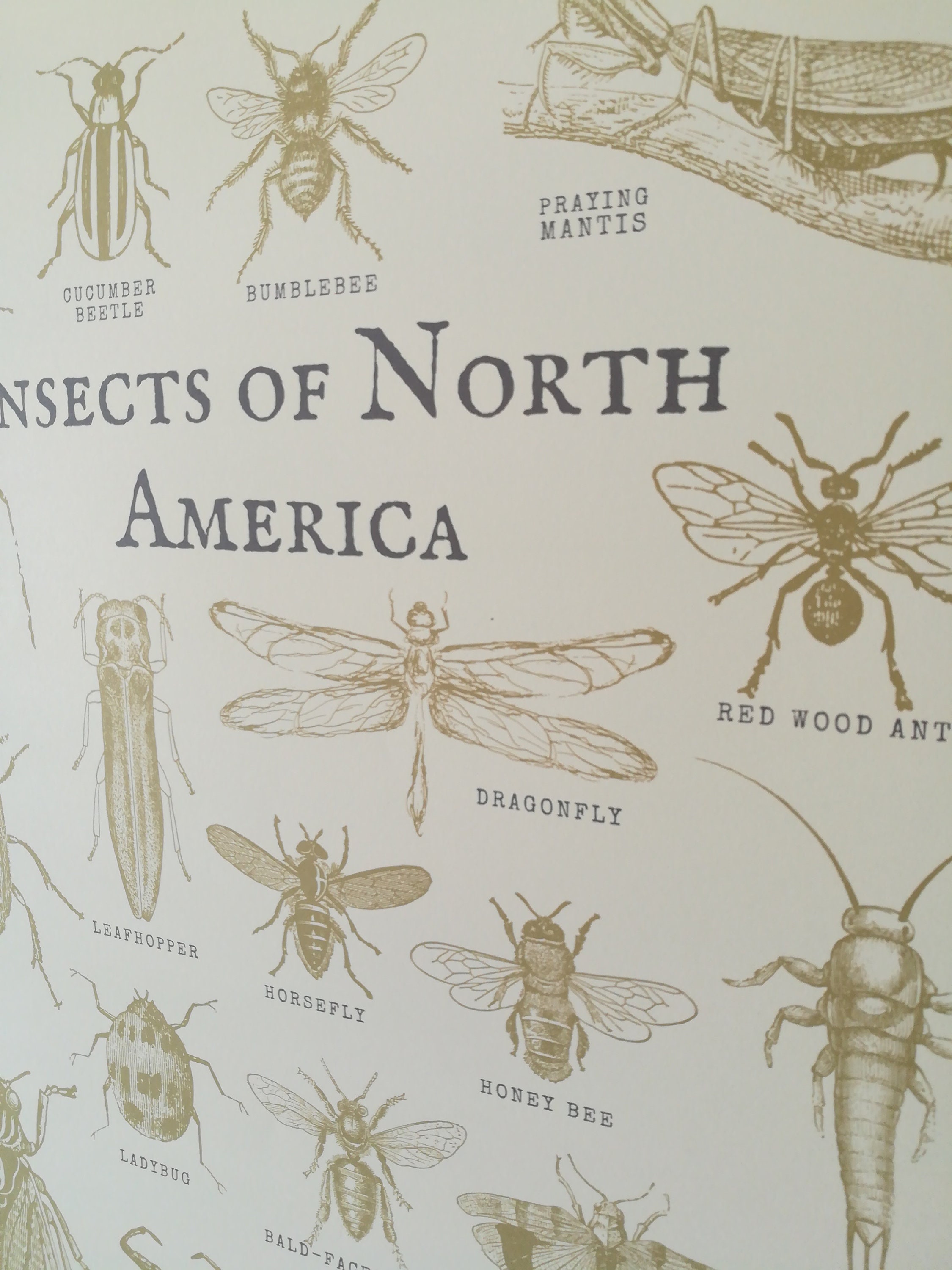 Vintage Insect Poster Digital Print Insect Schoolroom - Etsy