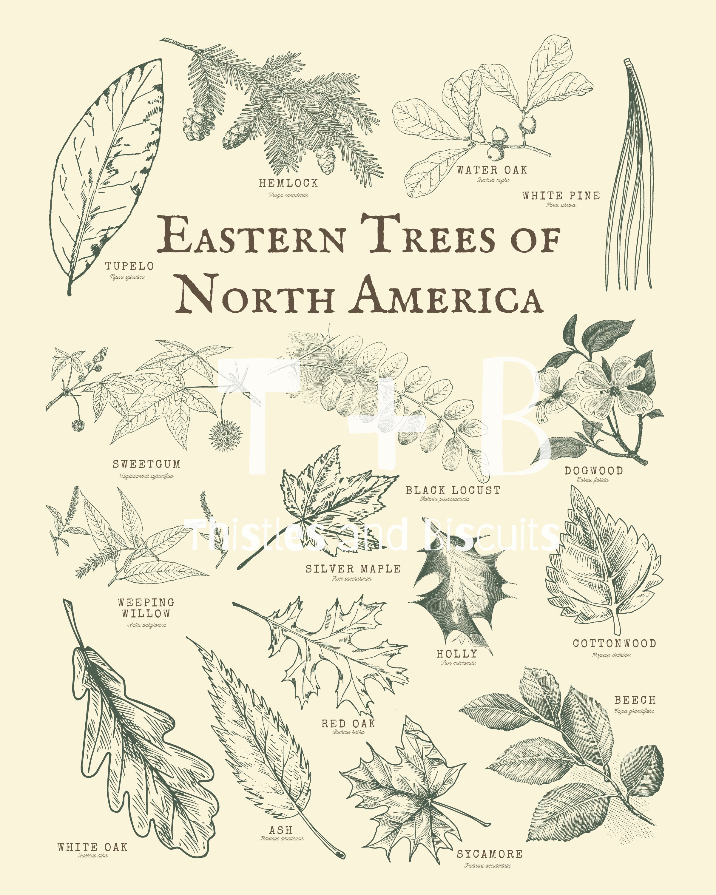 North American Tree Poster Digital Print Schoolroom - Etsy