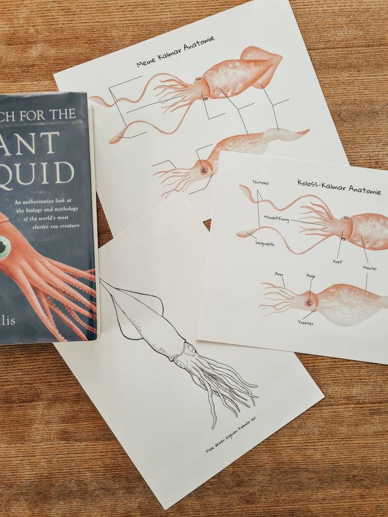 Squid Anatomy Worksheet
