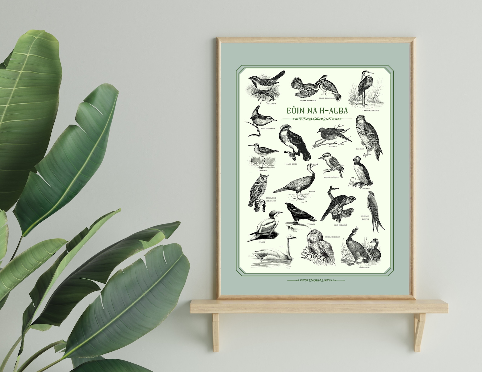 Scottish Gaelic Bird Poster | Digital Download, Printable, Vintage ...