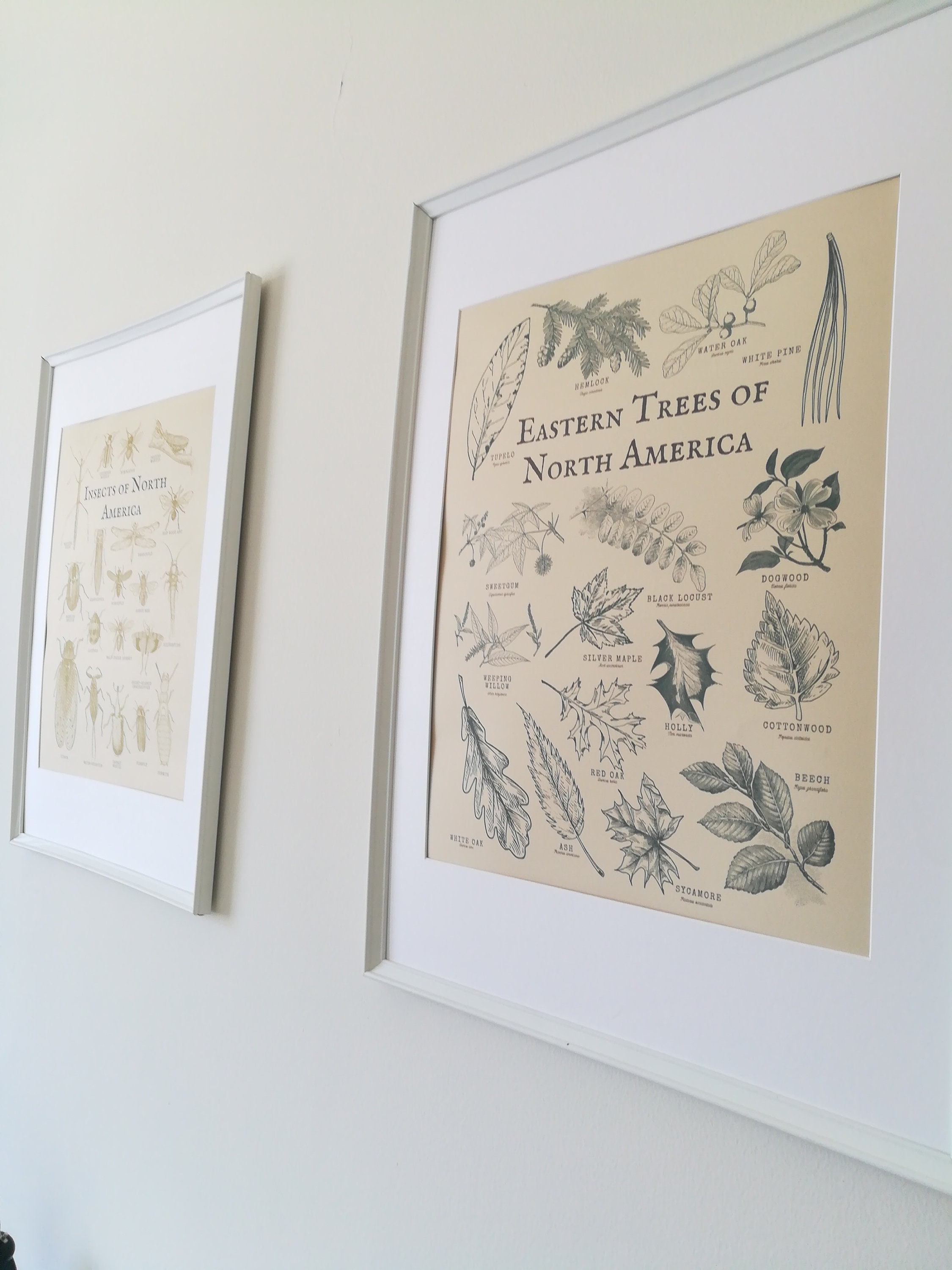 North American Tree Poster Digital Print Schoolroom | Etsy